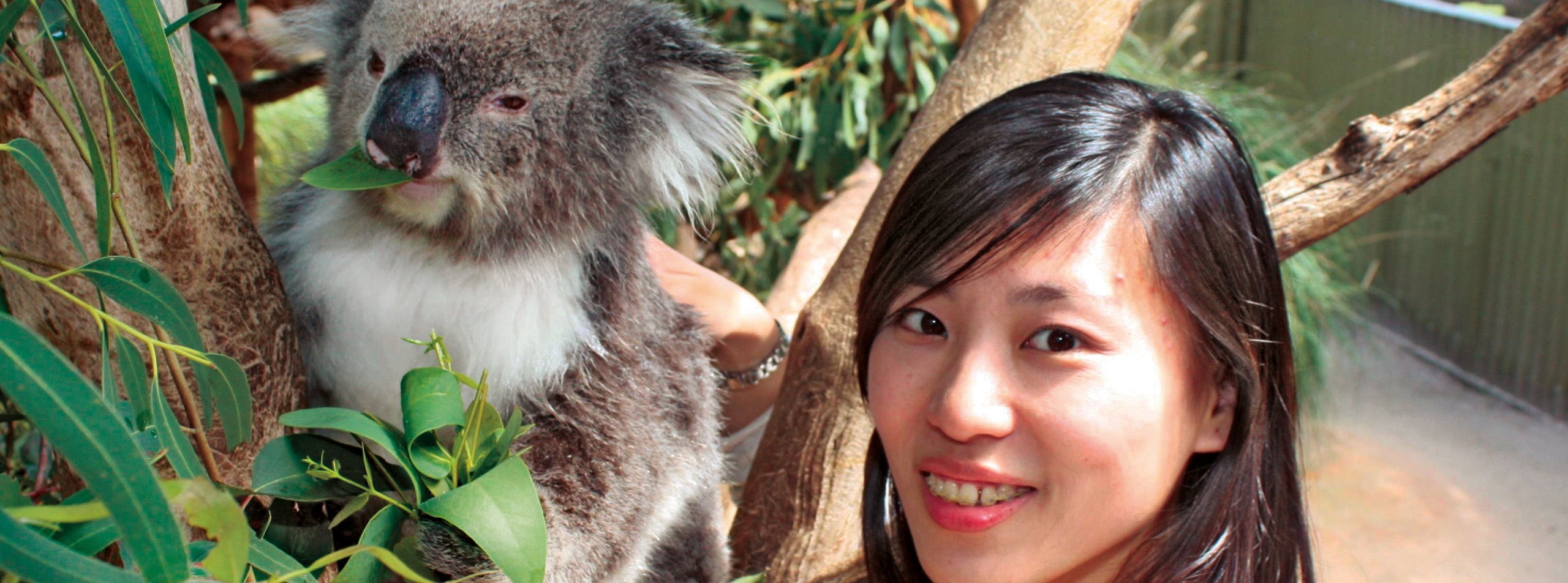 Melbourne - Phillip Island – Penguins, Kangaroos & Koalas (Full Day ...
