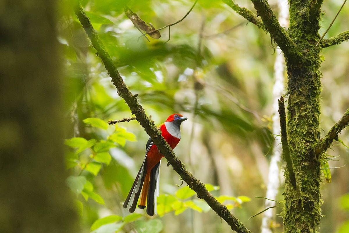 10D9N Sabah Nature Experience Tour & Mabul Island | Sabah | Malaysia ...